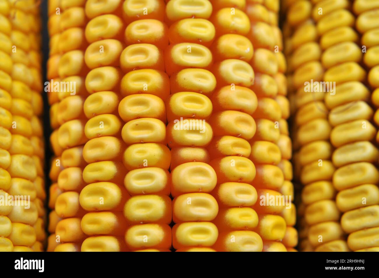 Dry corn cobs with grain close up Stock Photo - Alamy
