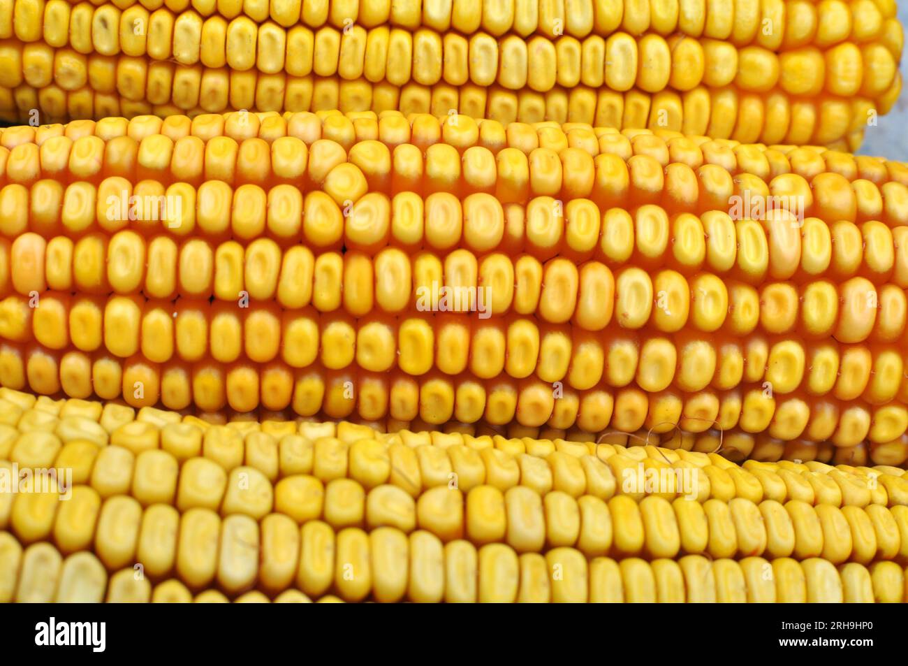 Dry corn cobs with grain close up Stock Photo - Alamy