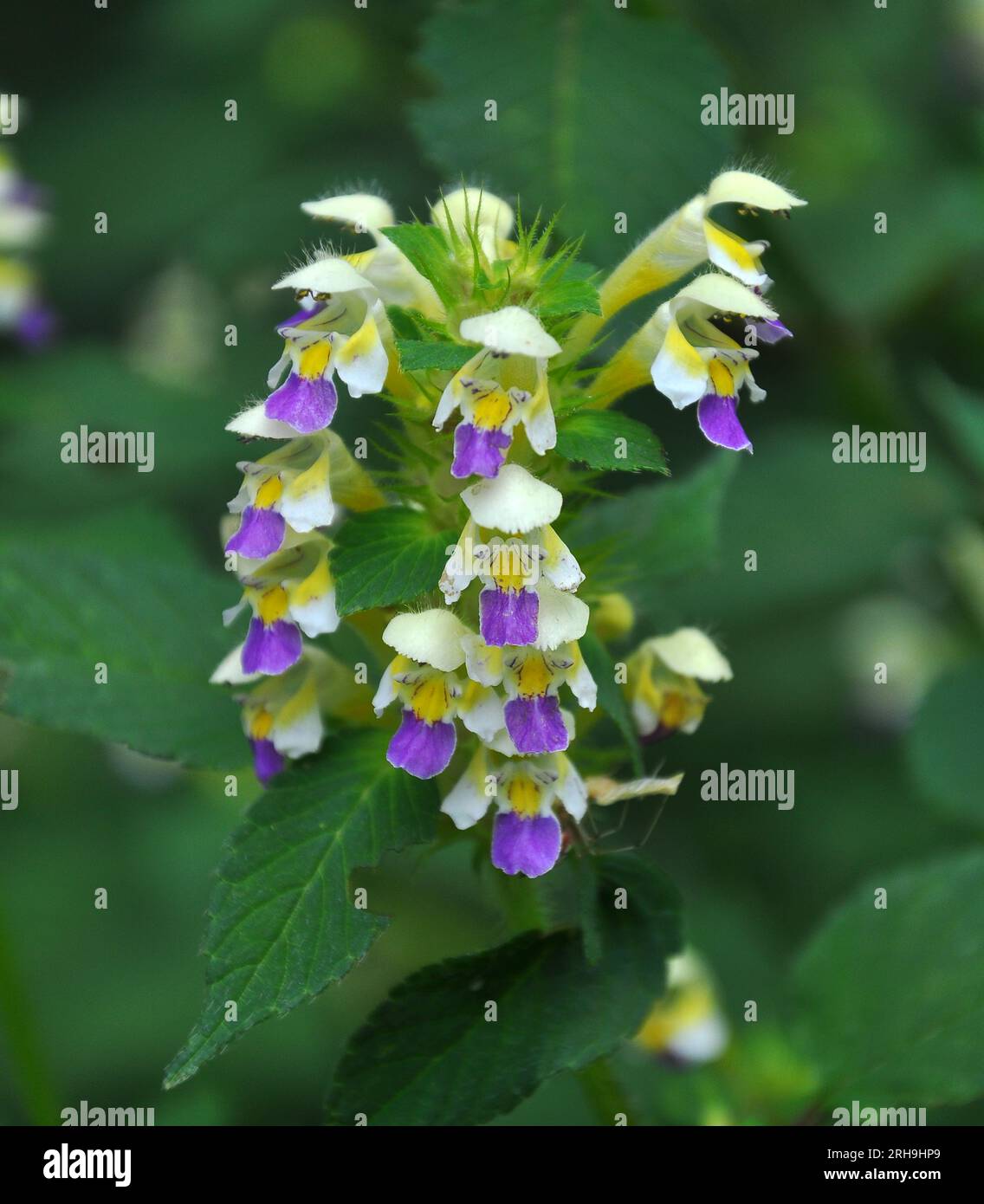Summer among the wild herbs blossoms of nettle Galeopsis speciosa Stock ...
