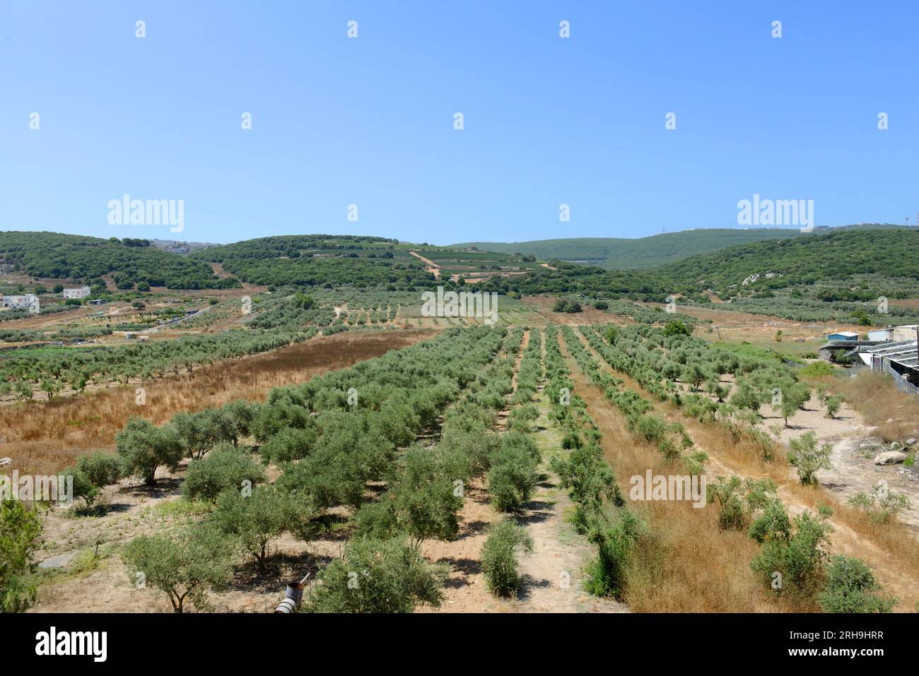 An Olive plantation in the Upper Galilee region in North Israel Stock ...