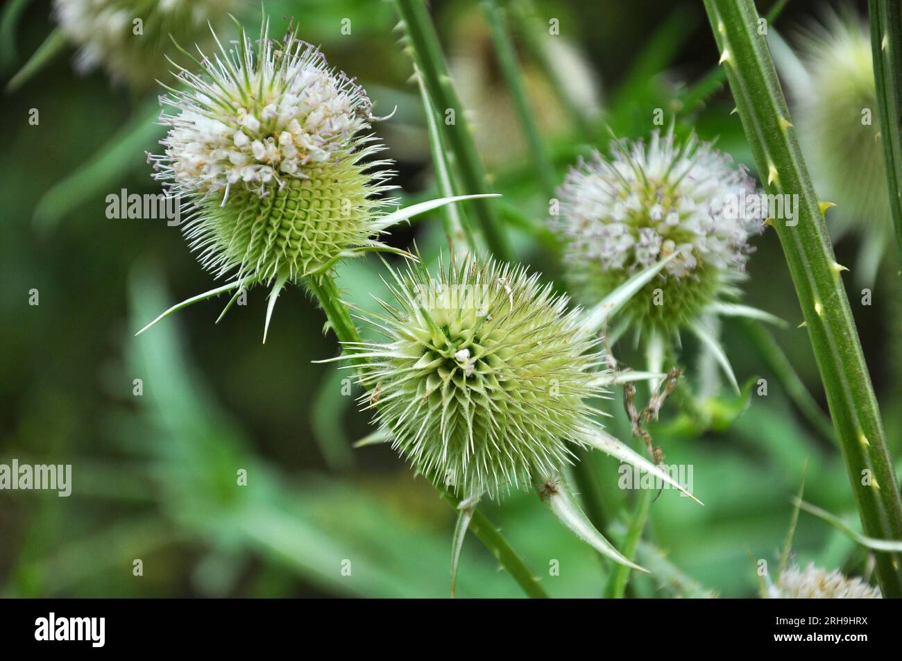 Dipsacus sylvestris wild teasel hi-res stock photography and images - Alamy