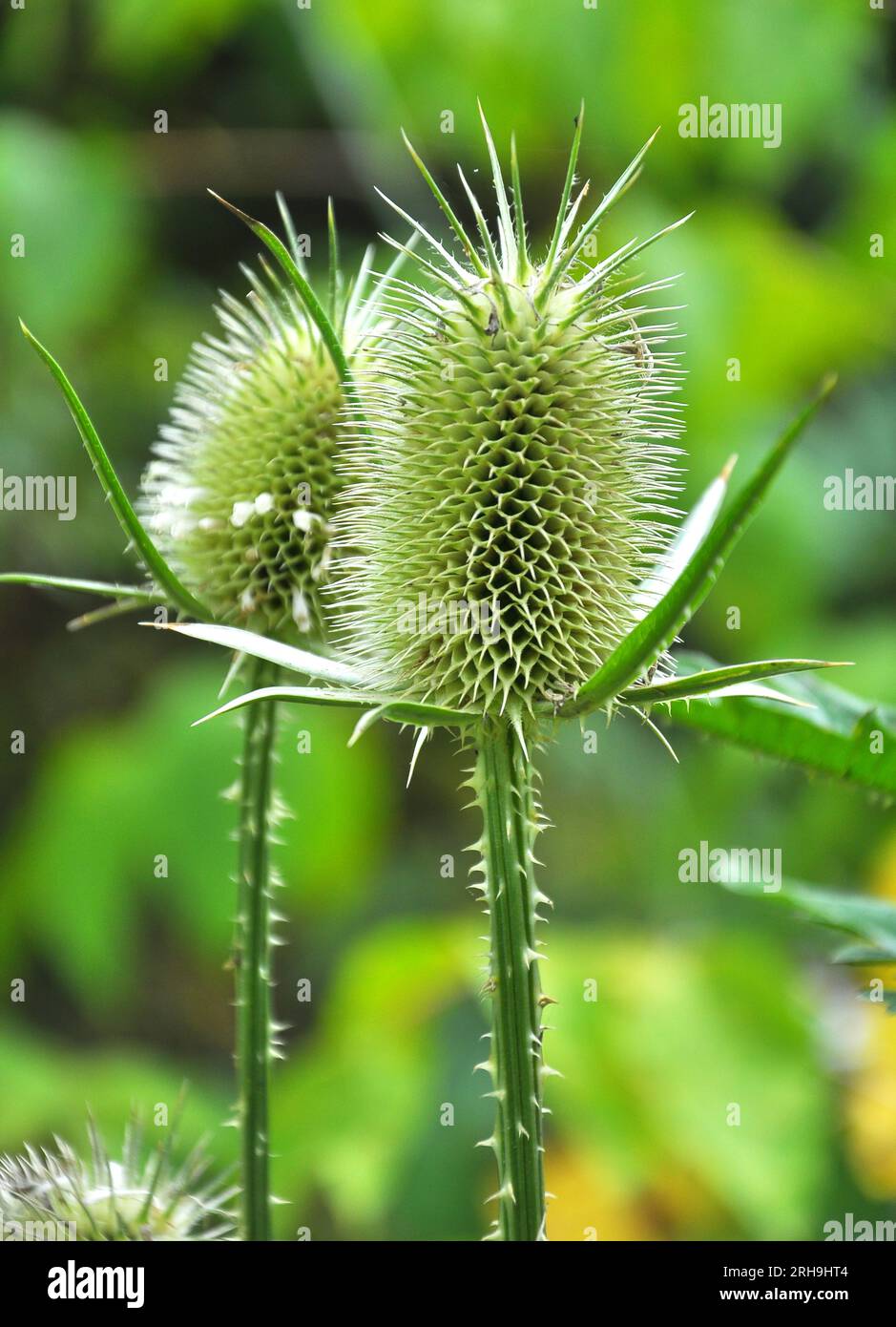 Dipsacus sylvestris wild teasel hi-res stock photography and images - Alamy