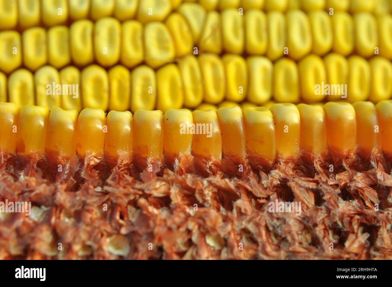 Dry corn cobs with grain close up Stock Photo - Alamy