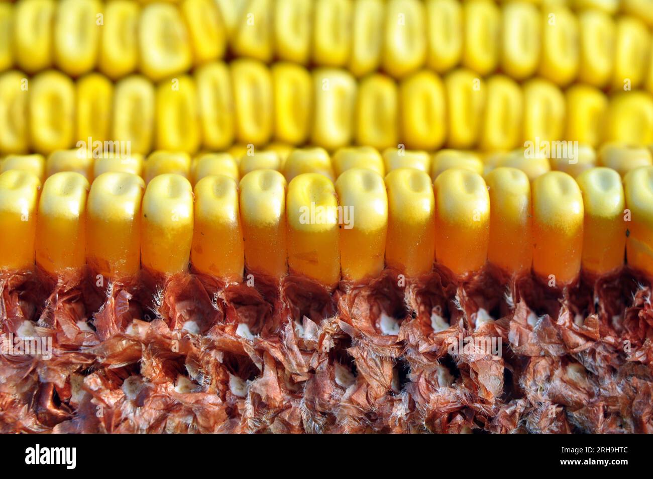 Dry corn cobs with grain close up Stock Photo - Alamy