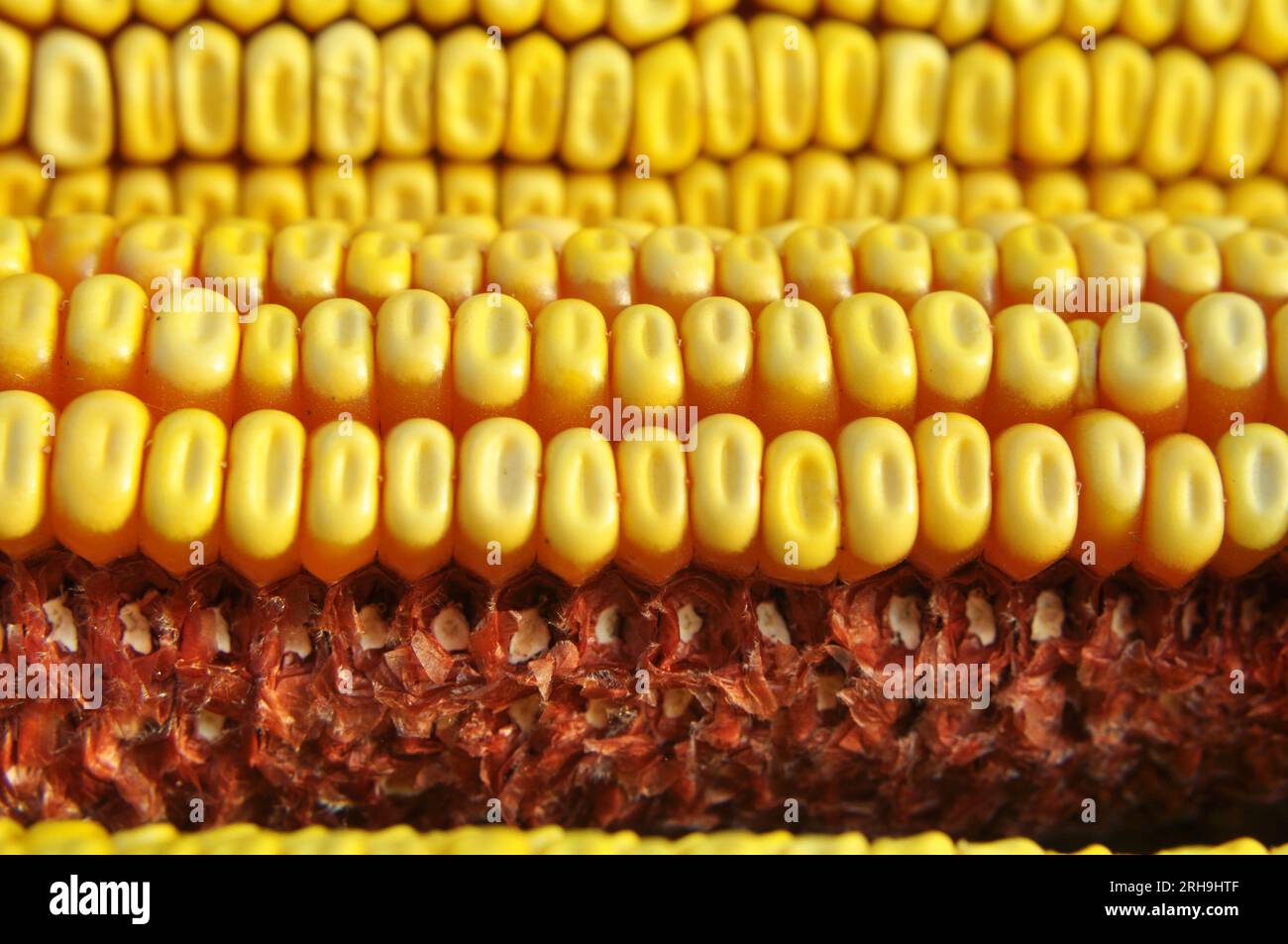 Dry corn cobs with grain close up Stock Photo - Alamy