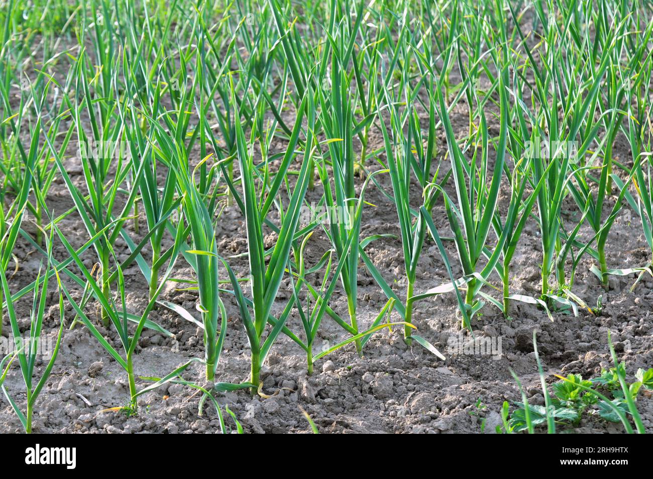 In the field in open organic soil garlic grows Stock Photo - Alamy