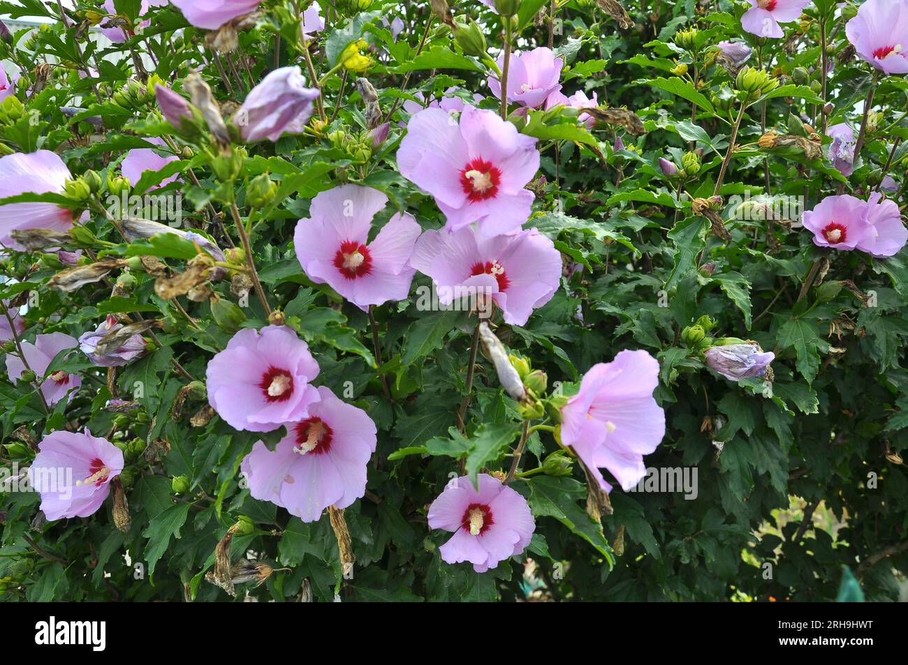 In summer, the hibiscus bush blooms in nature Stock Photo - Alamy