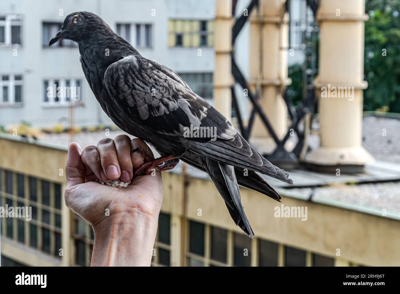 Pigeon standing on the human and waiting for the food Stock Photo - Alamy