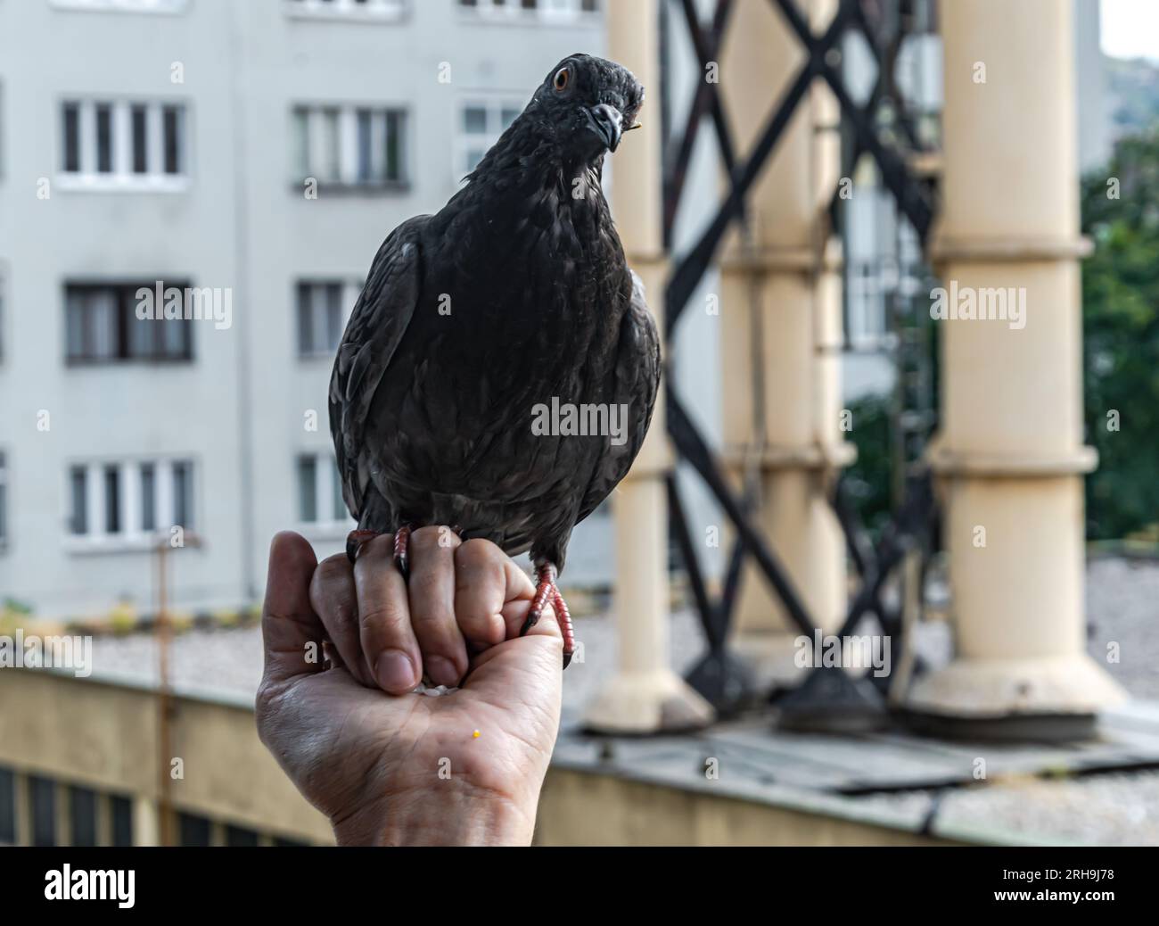 Bird human food hi-res stock photography and images - Alamy