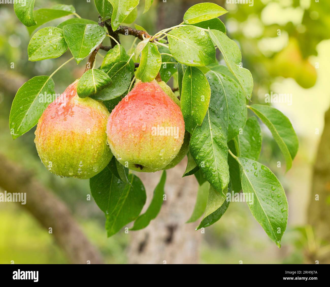 Bunch of ripe pears on tree branch. Nature background 2 Stock Photo - Alamy