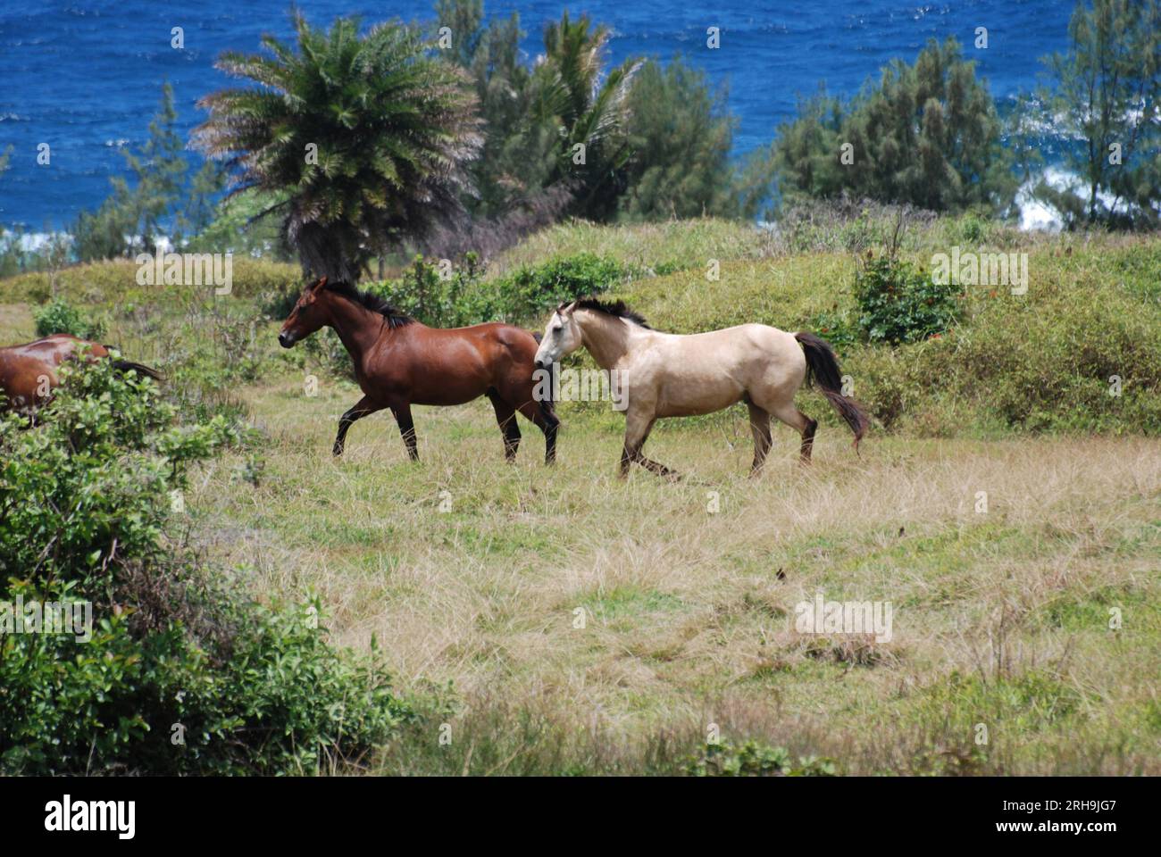 Stunning pair of horses wandering and roaming in a field on Maui Stock ...