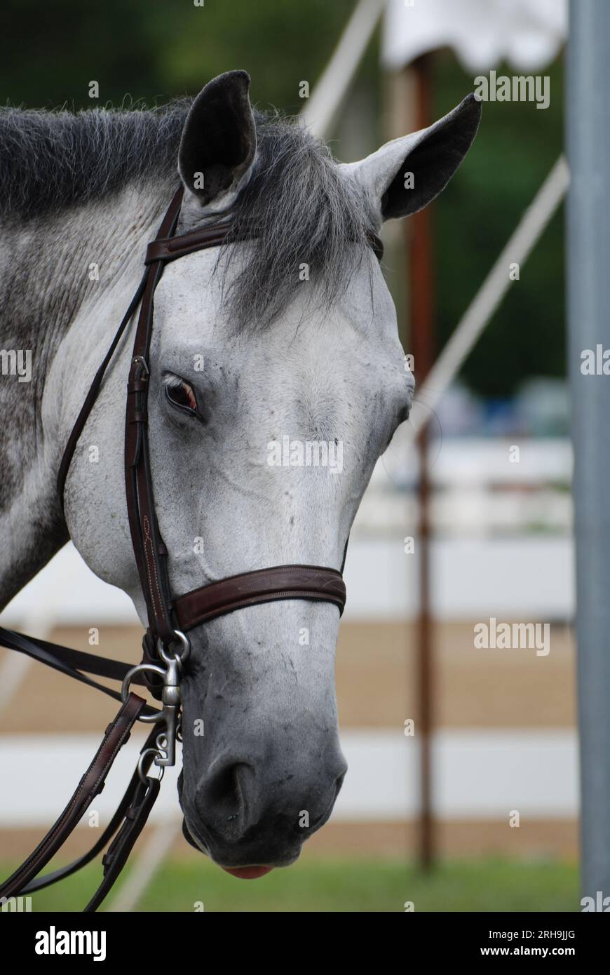 Dapple Grey Appaloosa