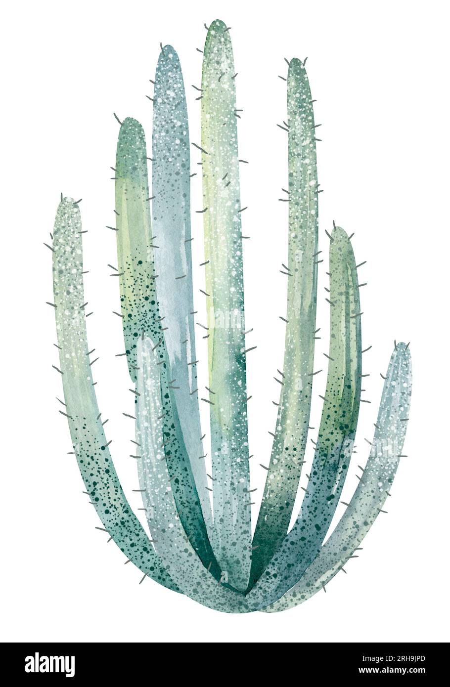 Watercolor set of cacti and succulent plants isolated on white ...