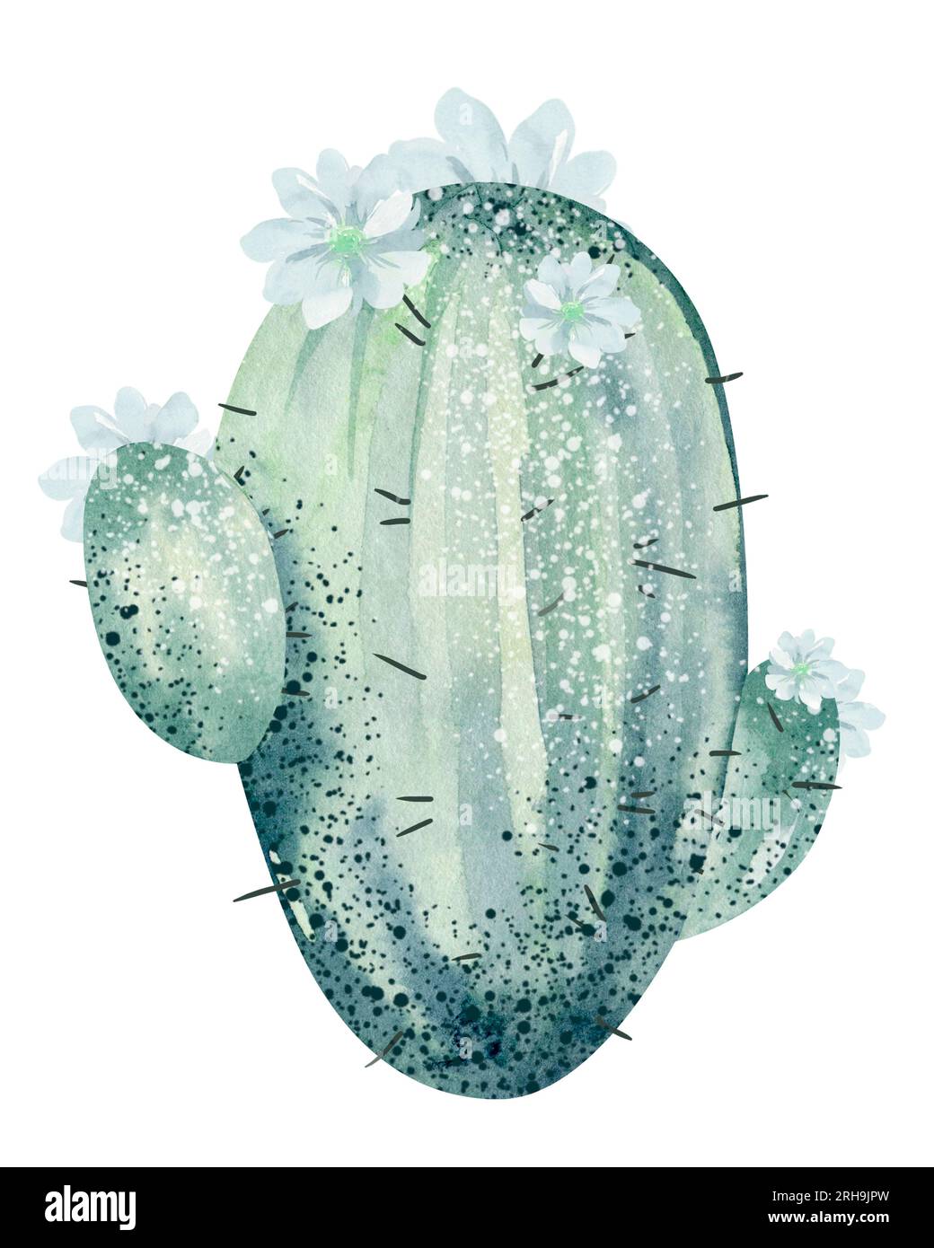 Watercolor set of cacti and succulent plants isolated on white ...