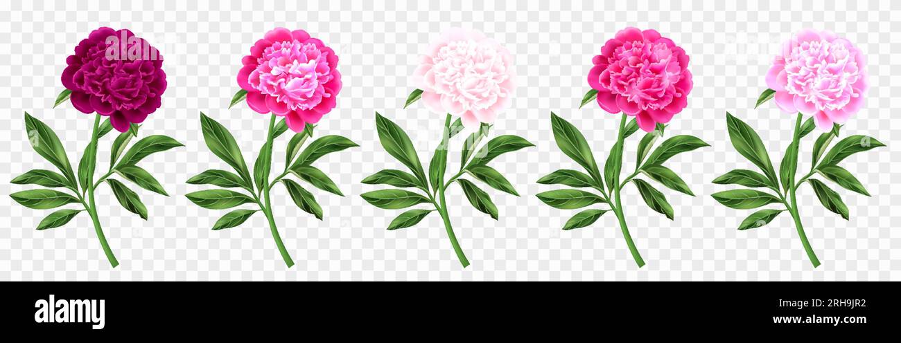 Peonies in various shades of pink with green stems realistic set ...