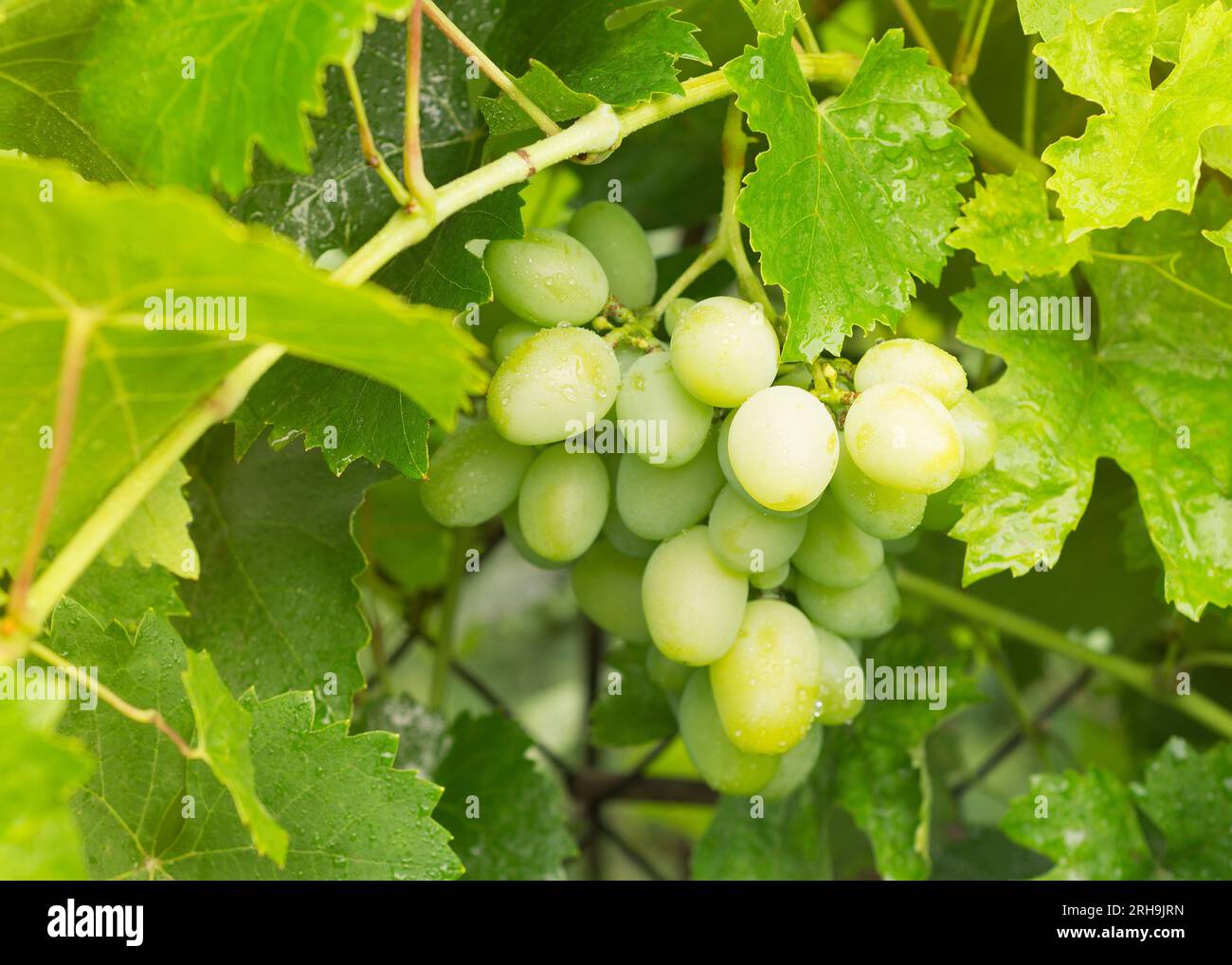 Sun ripened grape hi-res stock photography and images - Alamy