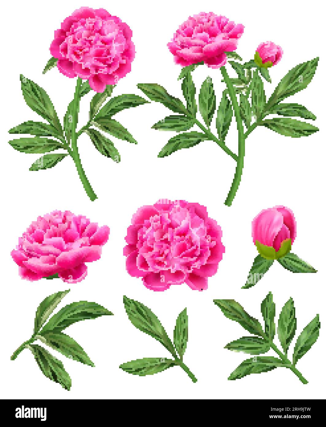 Realistic set of pink peony flowers and green leaves isolated vector ...
