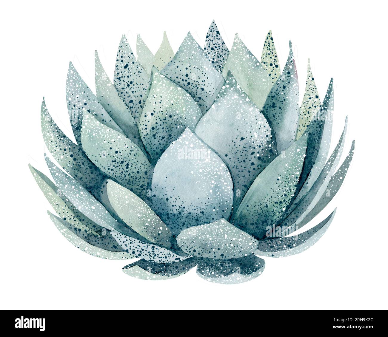 Watercolor set of cacti and succulent plants isolated on white ...