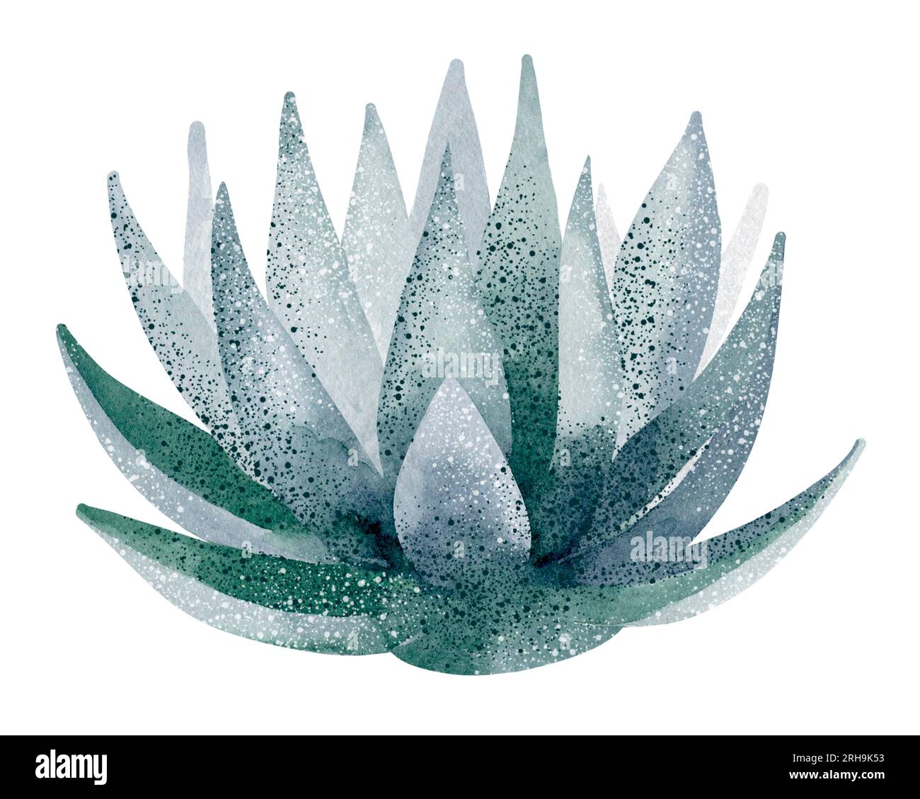 Watercolor set of cacti and succulent plants isolated on white ...