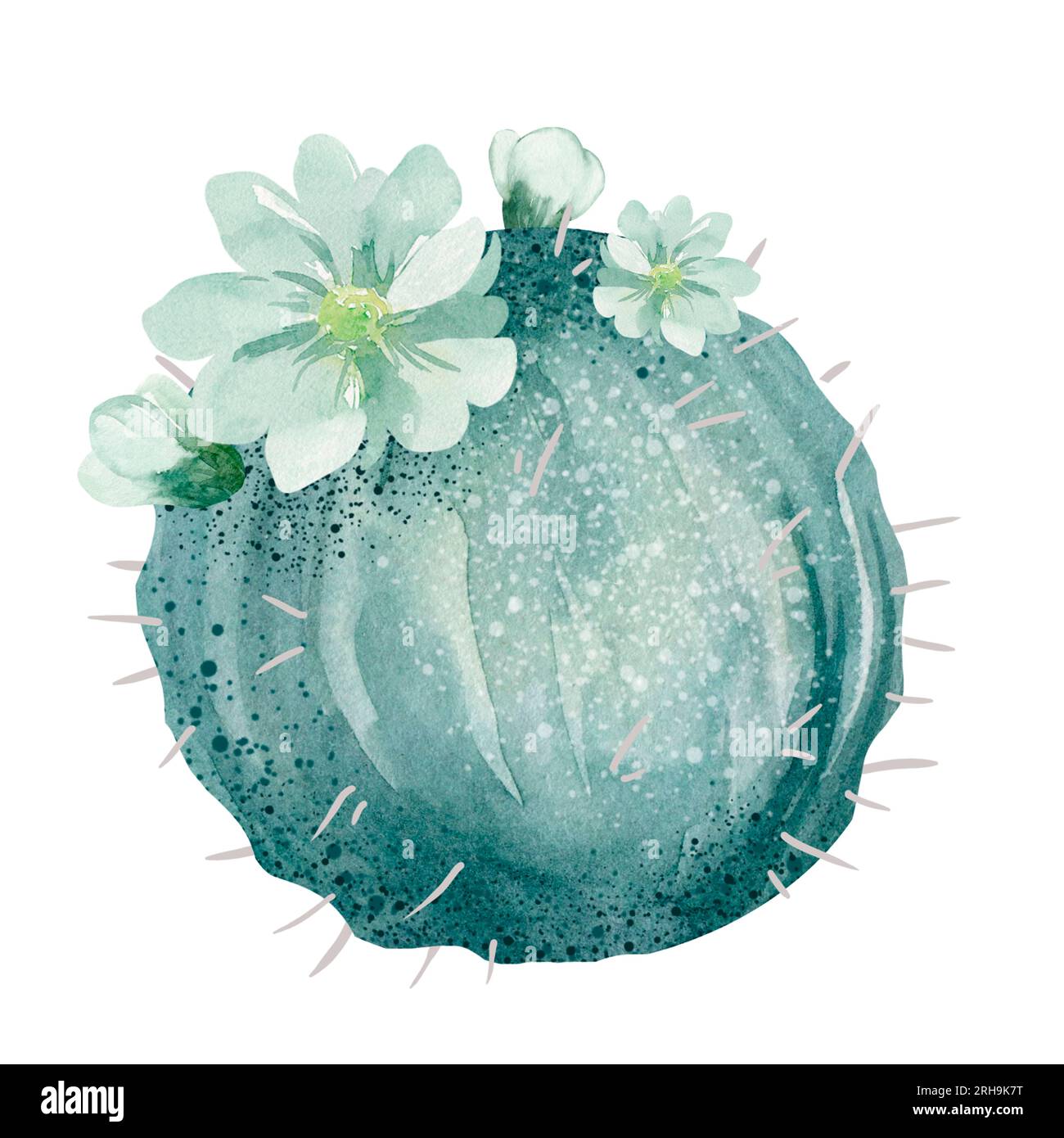 Watercolor set of cacti and succulent plants isolated on white ...