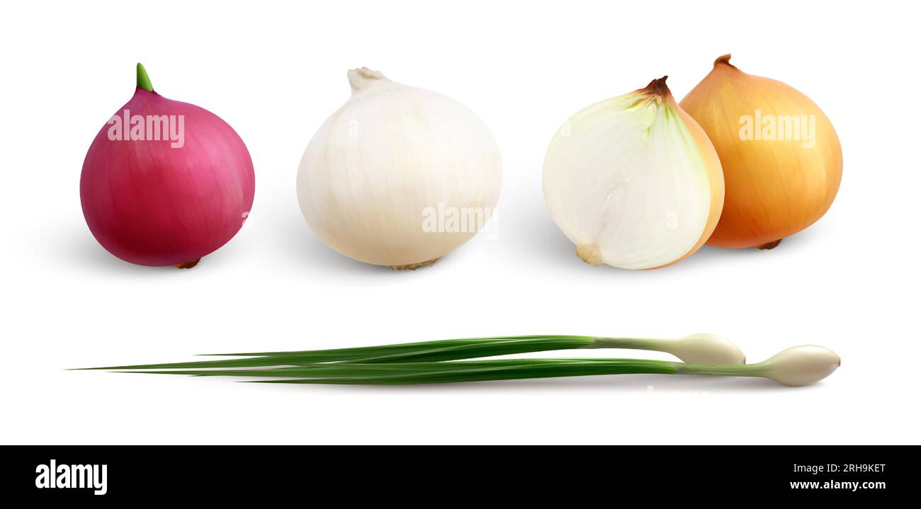 Bunching onion illustration hi-res stock photography and images - Alamy