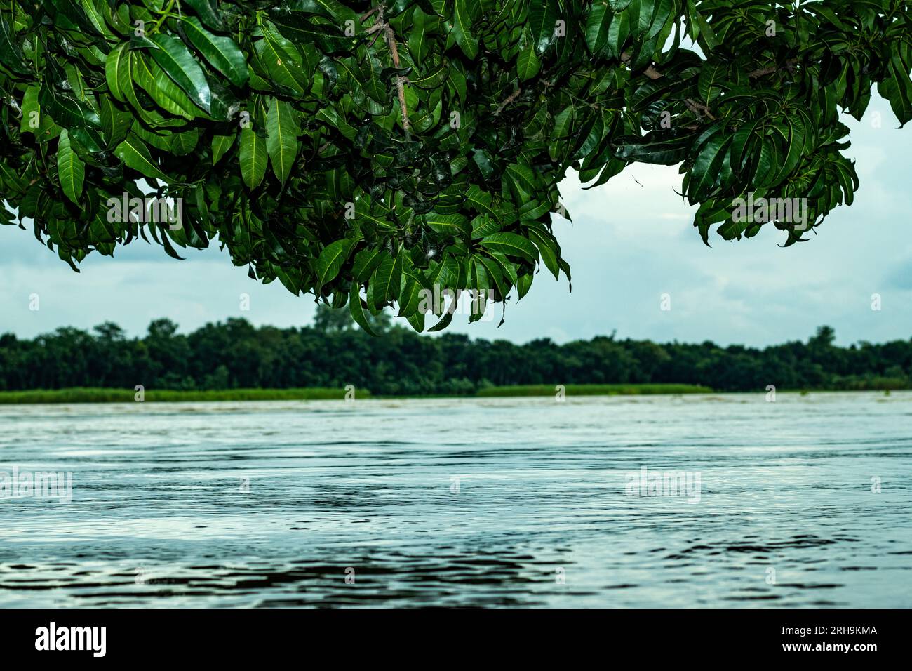 Mango leaves and stalks above the river floating water or Monson season ...