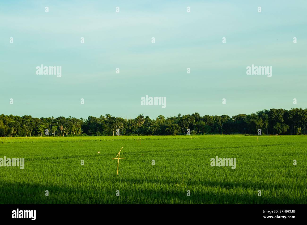 A paddy field is a flooded field of arable land used for growing ...