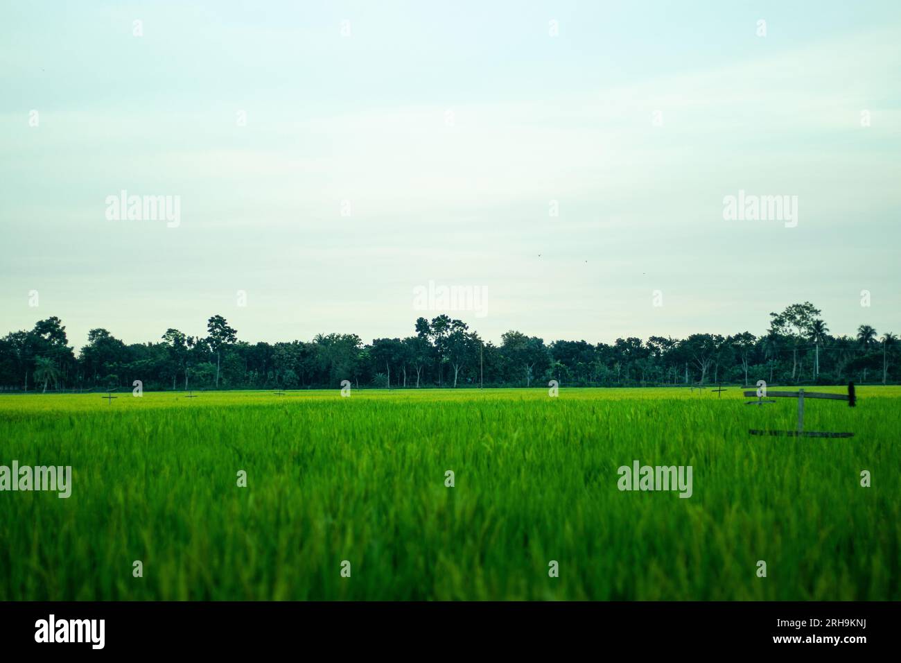 Paddy fields are a traditional agricultural method of the village. Rice ...
