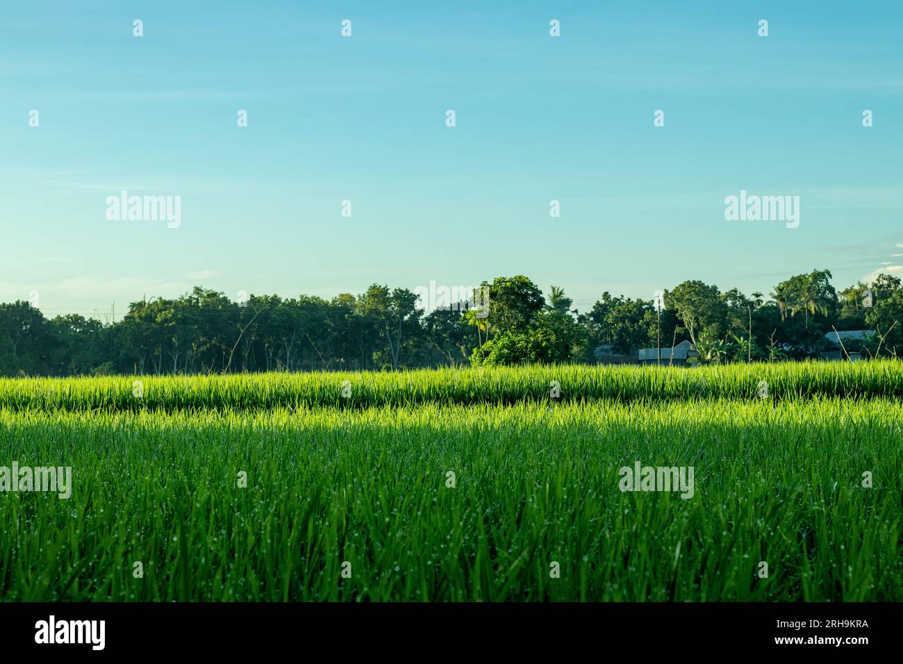 Paddy, also called rice paddy, small, level, flooded field used to ...