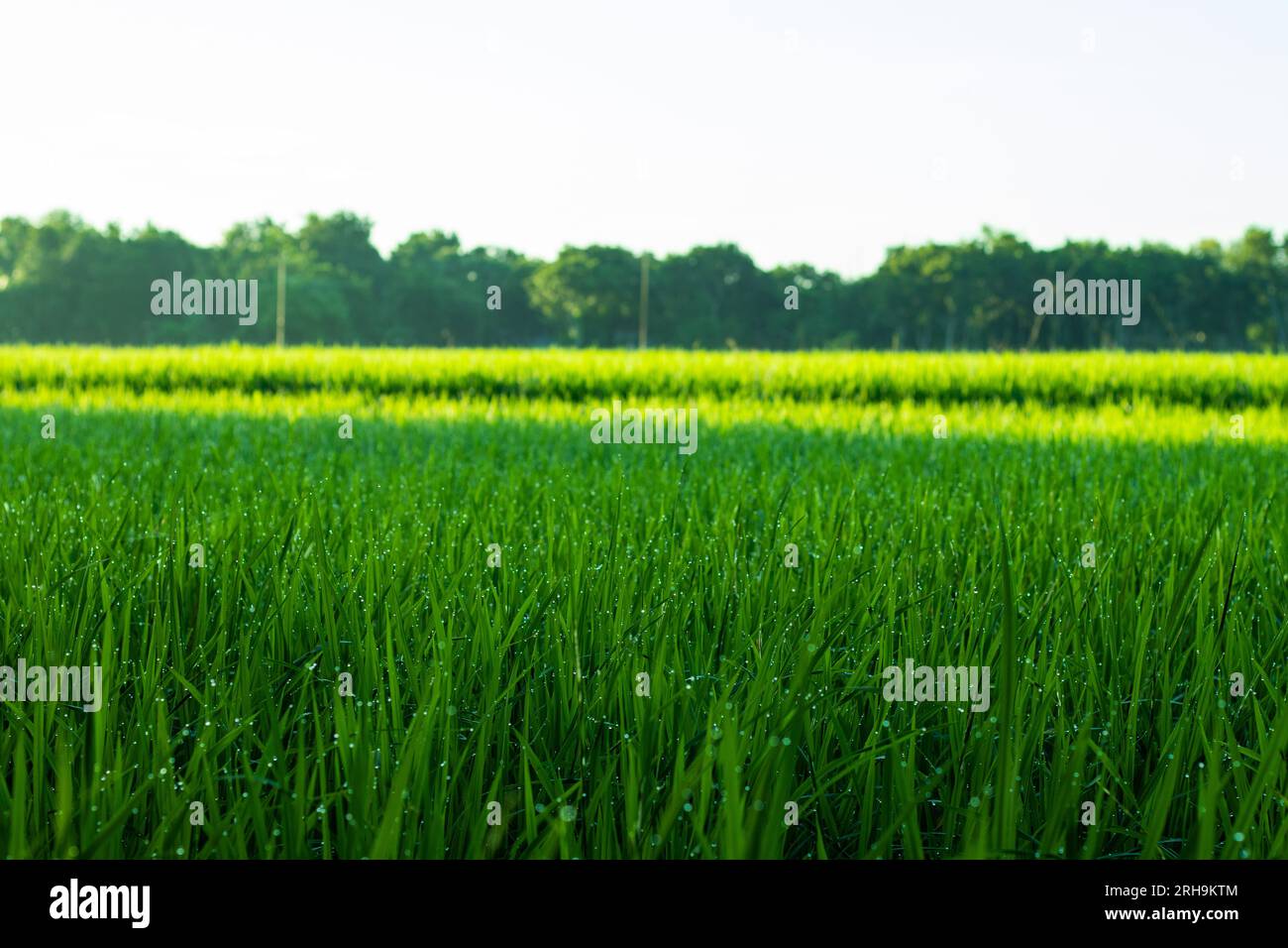 The Paddy field ecosystem is composed of surface water, plowed soil ...