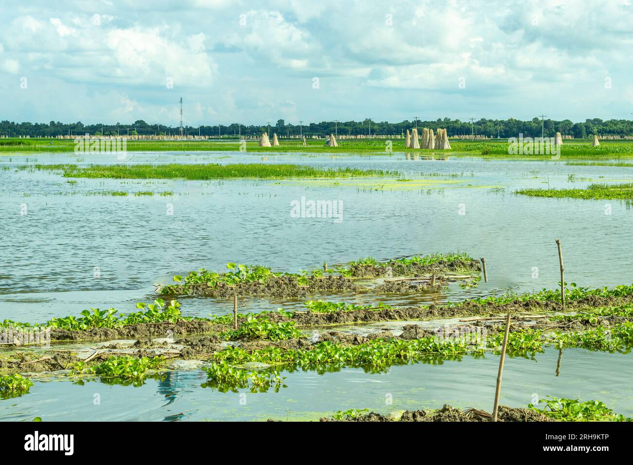 Soaking the jute plants in water is called retting Jute is a plant ...