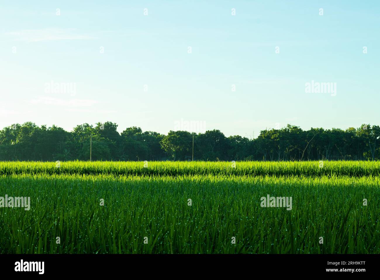Rice is grown in warm, waterlogged soil. The Paddy field ecosystem is ...