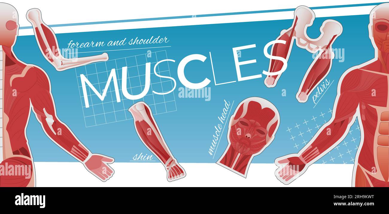 Muscle anatomy collage of flat icons with editable text captions and ...
