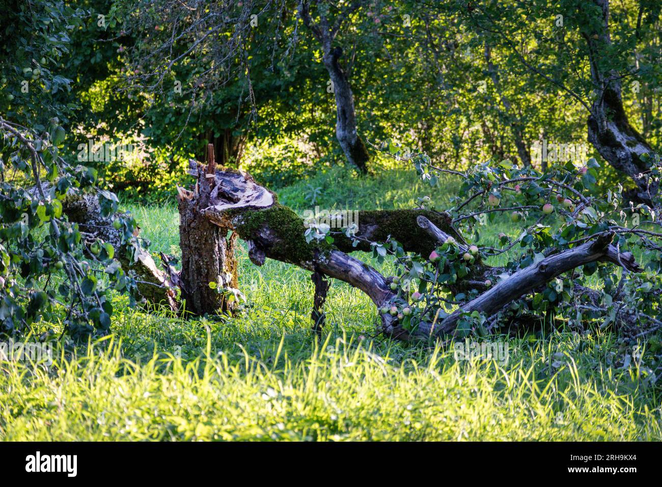 Grass texture in sun hi-res stock photography and images - Alamy