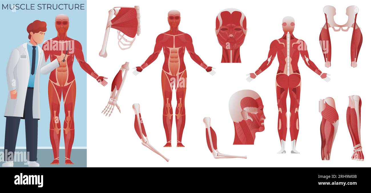 Muscle anatomy flat composition of doctor scientist with mussel body ...