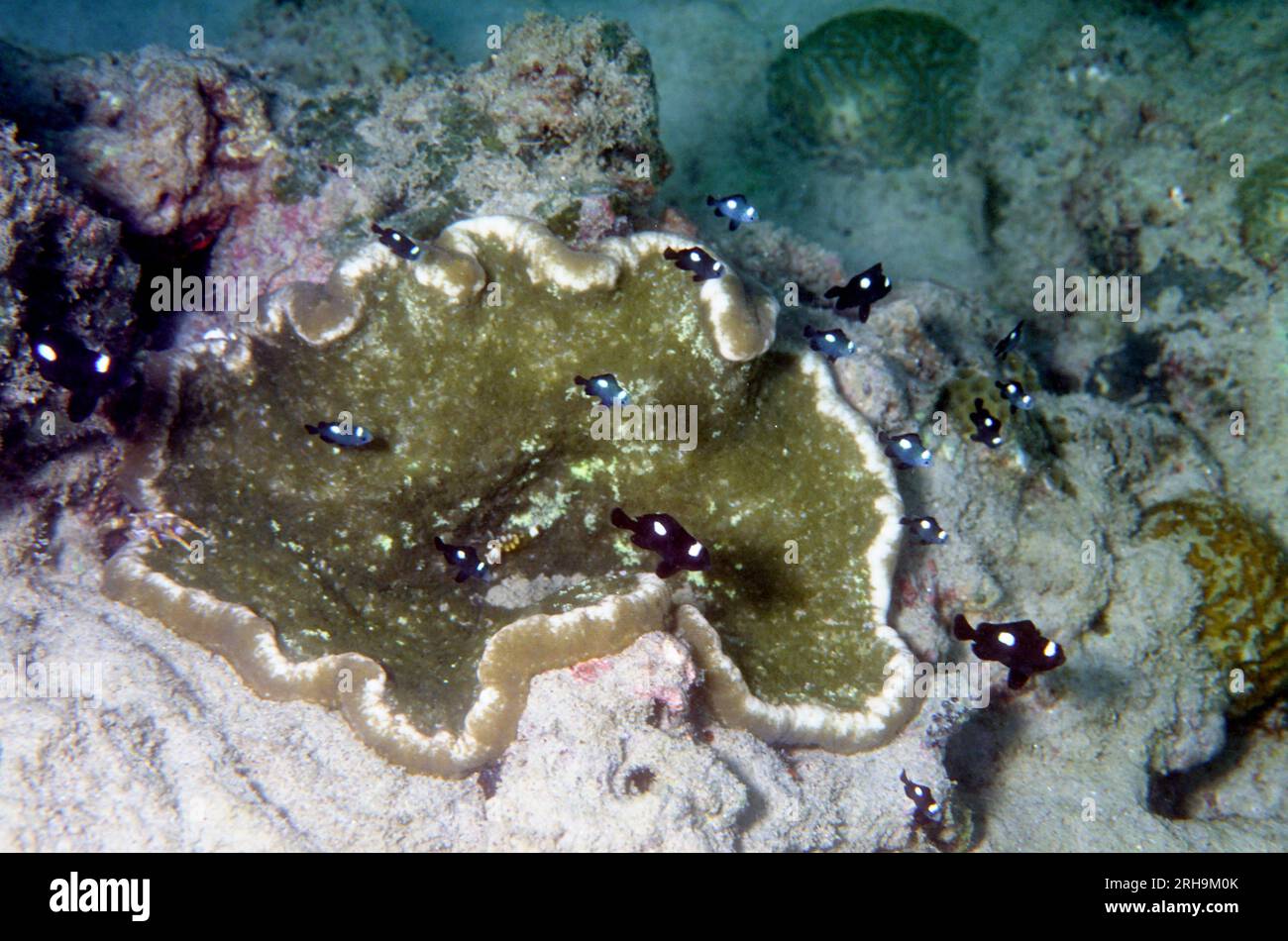 Nap edged anemone hi-res stock photography and images - Alamy