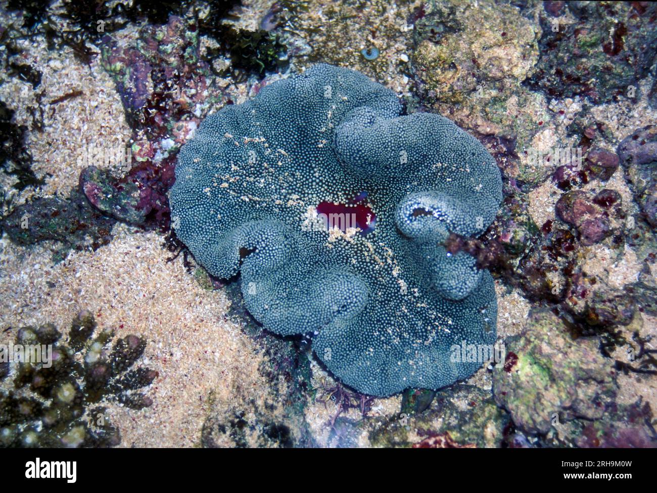 Haddon's Sea Anemone (Stichodactyla haddoni) growing on the reef flat ...