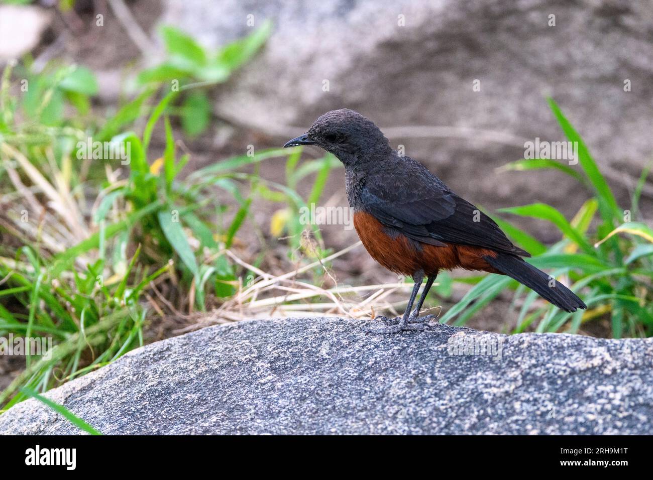 Mocking cliff chat (Thamnolaea cinnamomeiventris, female) from Skukuza ...