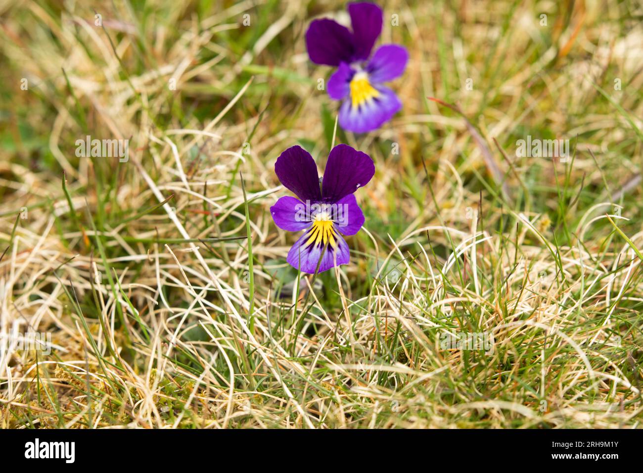 Wild pansies flower on the calcium rich grass of sugar limestone at Cow ...