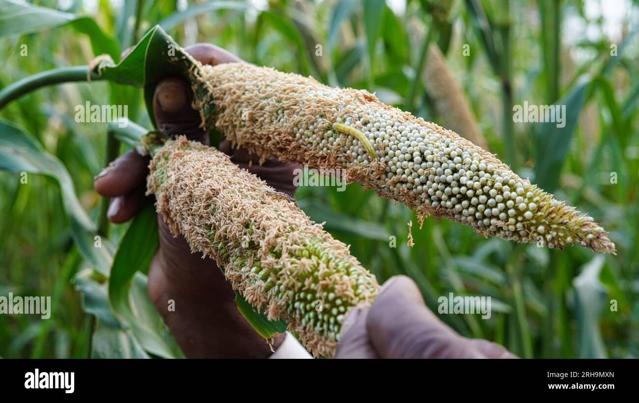 Farmer showing insects or caterpillar. Deadly caterpillar damaged whole ...