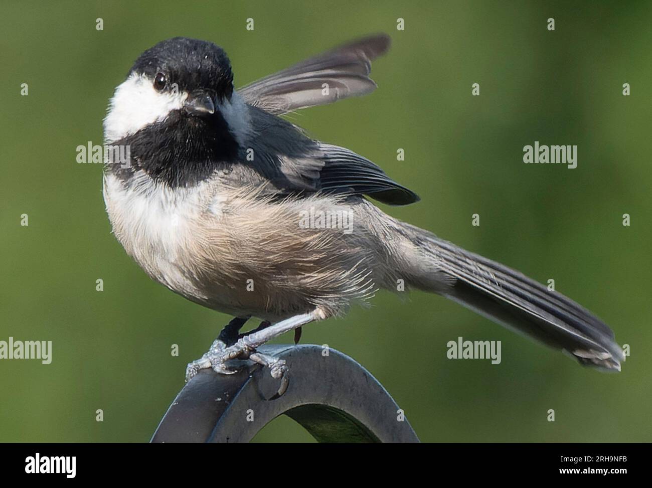 Carolina Chickadee on a high perch Stock Photo - Alamy