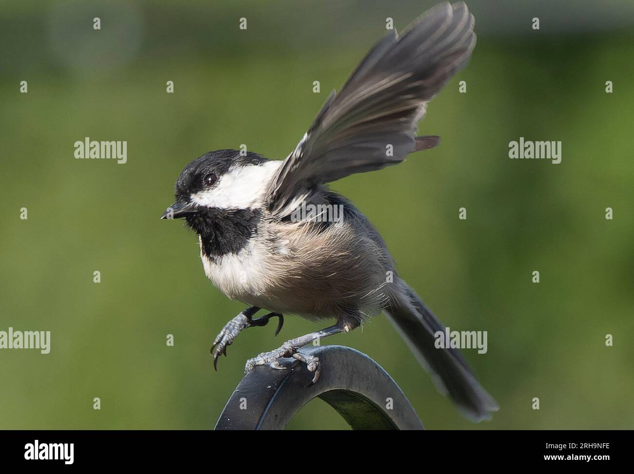 Cpped hi-res stock photography and images - Alamy