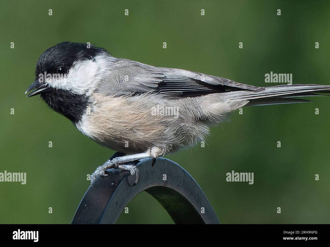 Cpped hi-res stock photography and images - Alamy