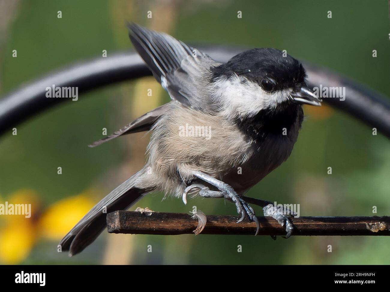 Cpped hi-res stock photography and images - Alamy