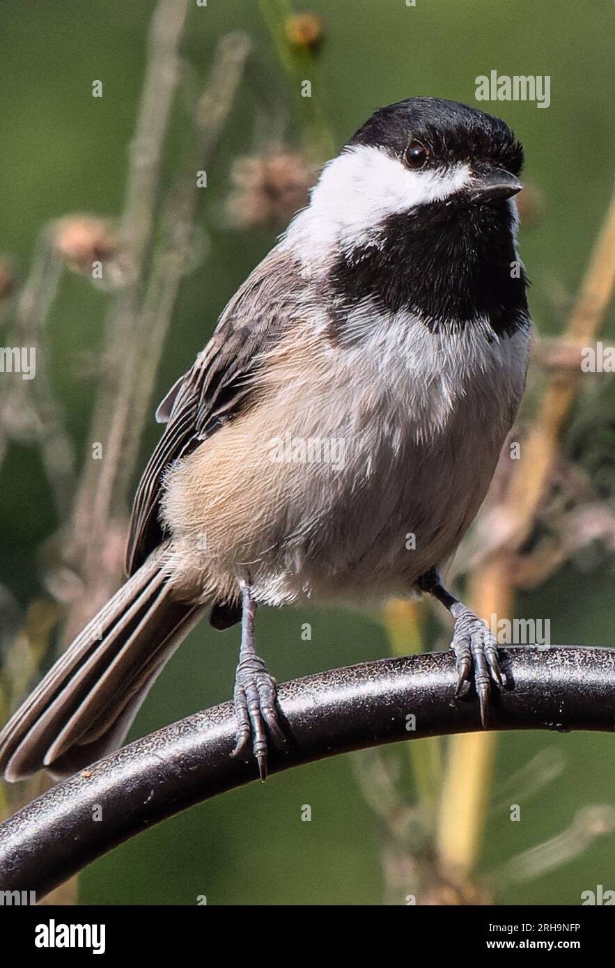 Cpped hi-res stock photography and images - Alamy