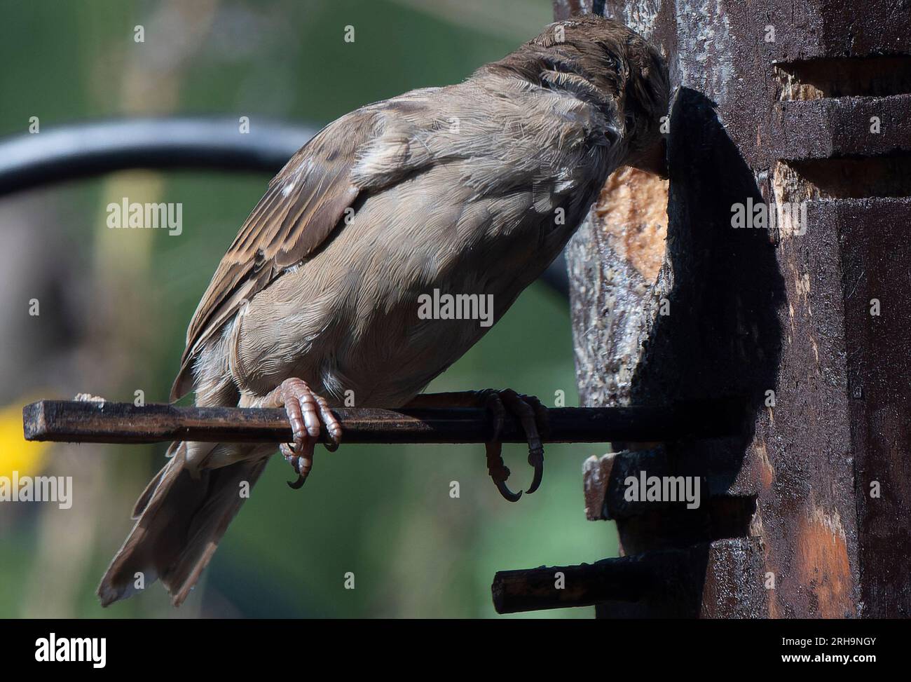 Cpped hi-res stock photography and images - Alamy