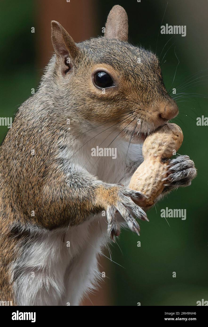 A Squirrel feeds on the backyard deck Stock Photo - Alamy