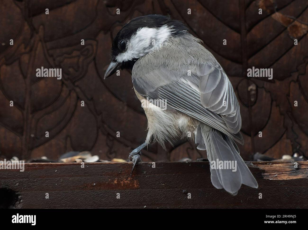 Carolina Chickadee on a high perch Stock Photo - Alamy