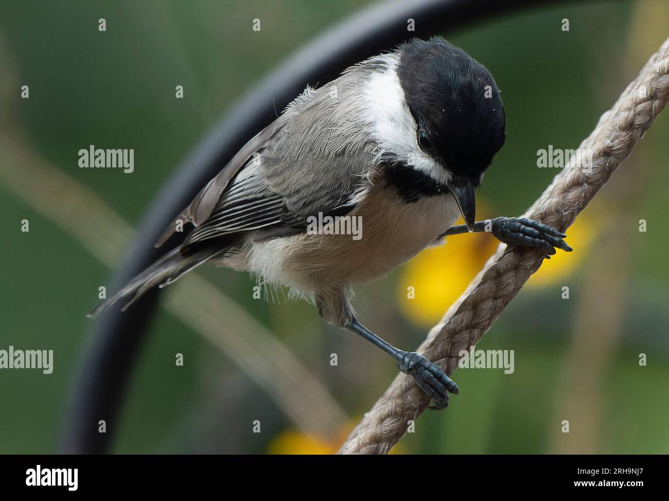 Cpped hi-res stock photography and images - Alamy