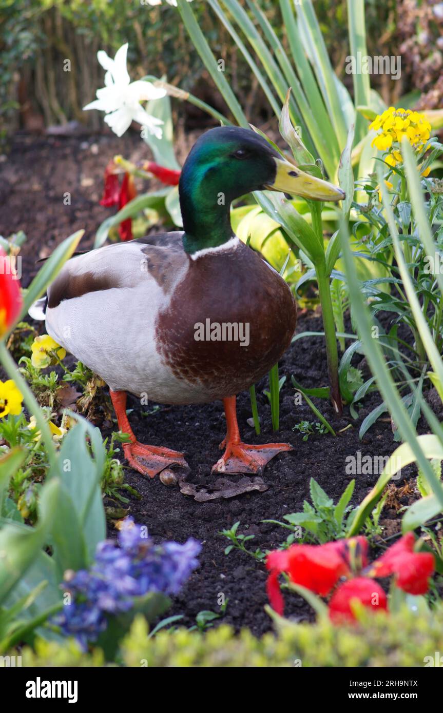 Entem hi-res stock photography and images - Alamy